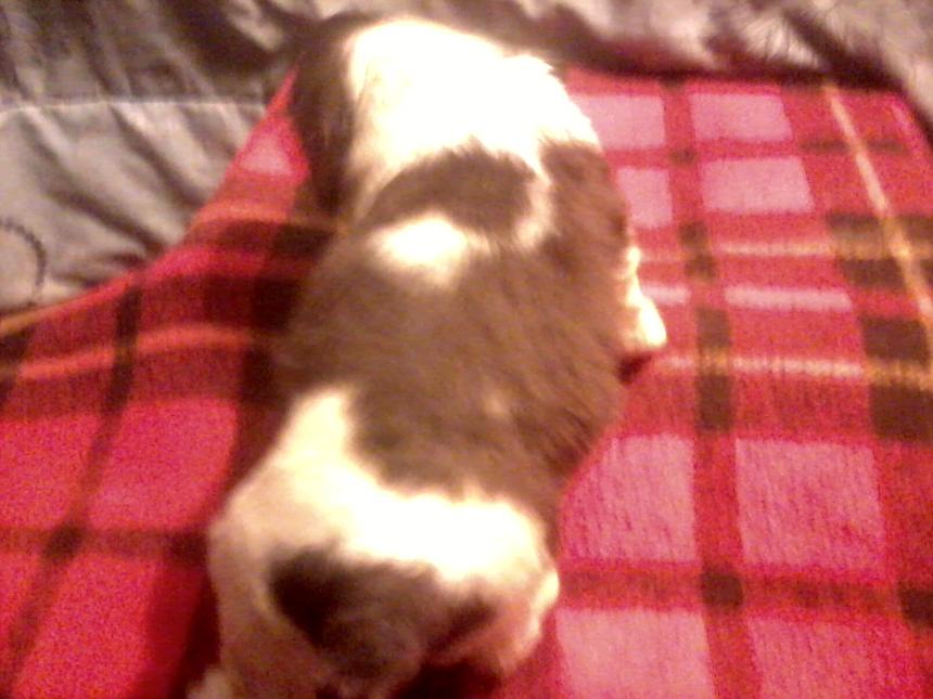 Emiley's English Springer Spaniels